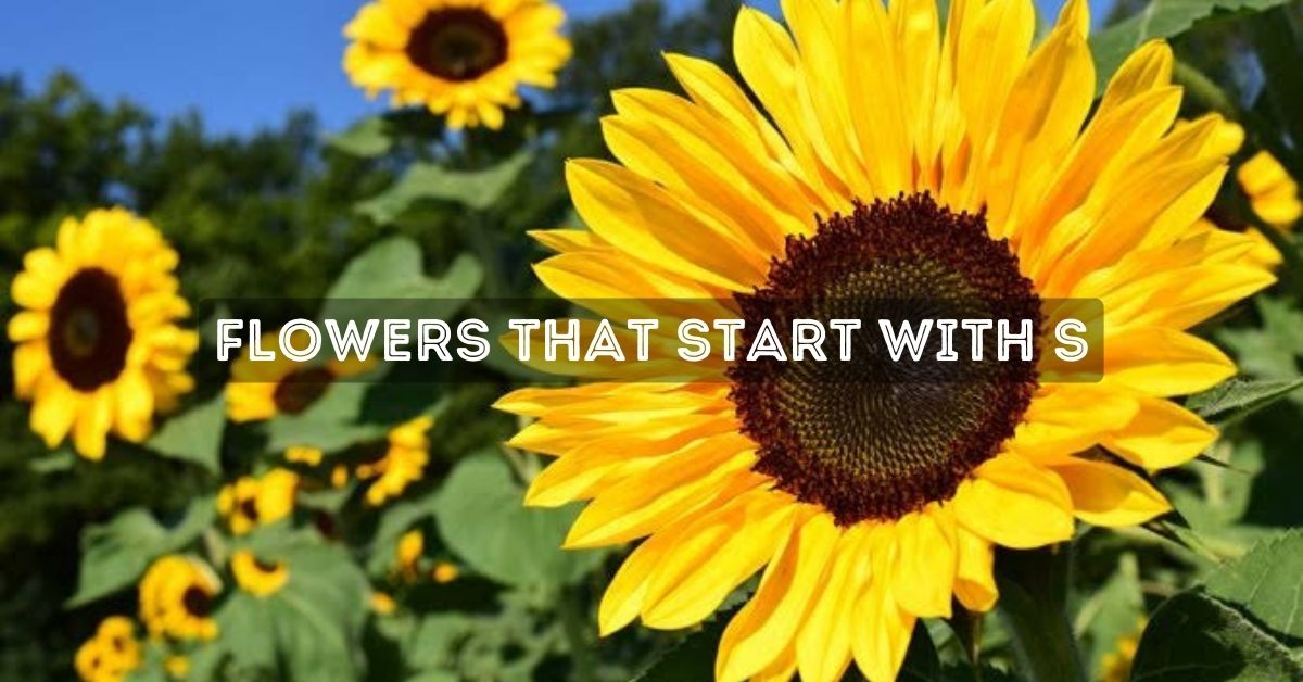 40 Flowers That Start With S (With Photos)