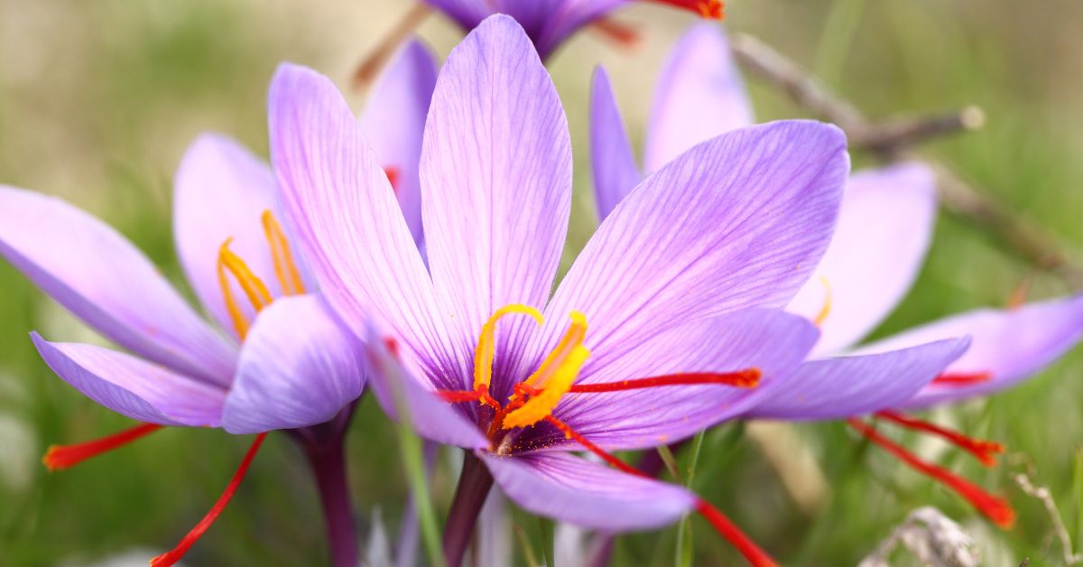40 Flowers That Start With S (With Photos)