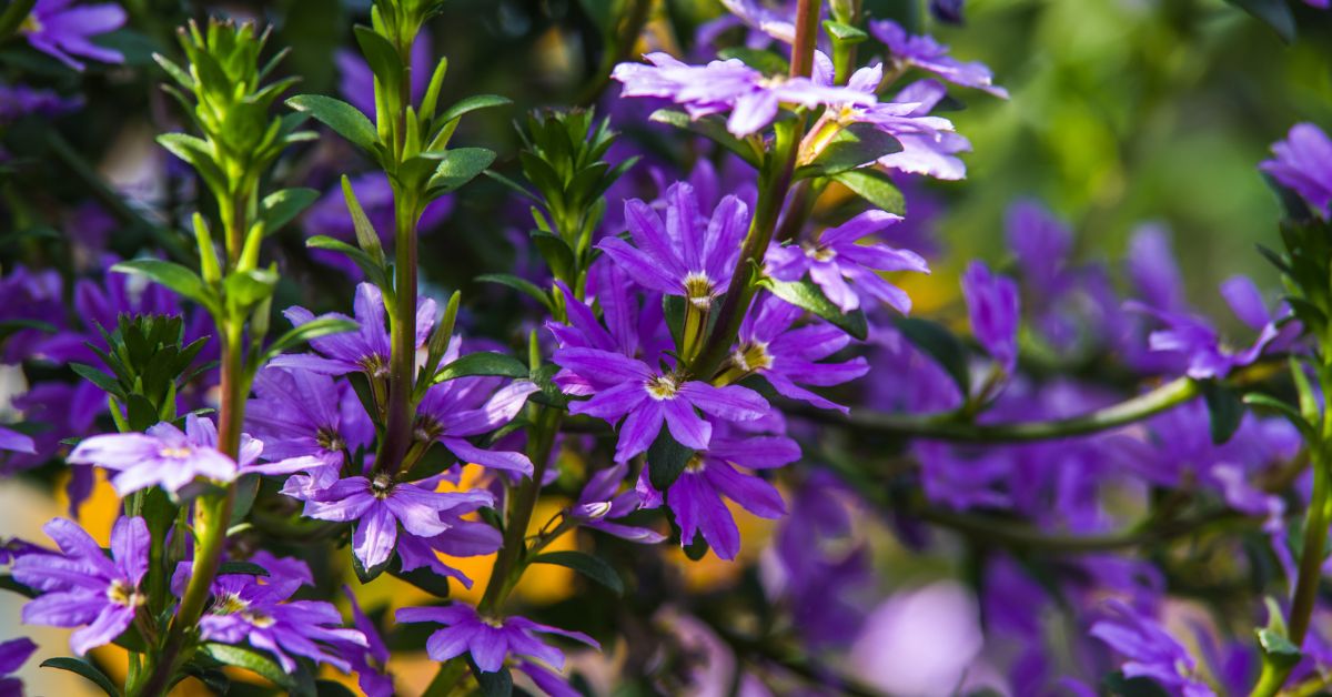 40 Flowers That Start With S (With Photos)