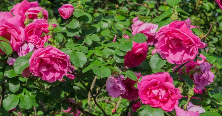 40 Flowers That Start With S (With Photos)