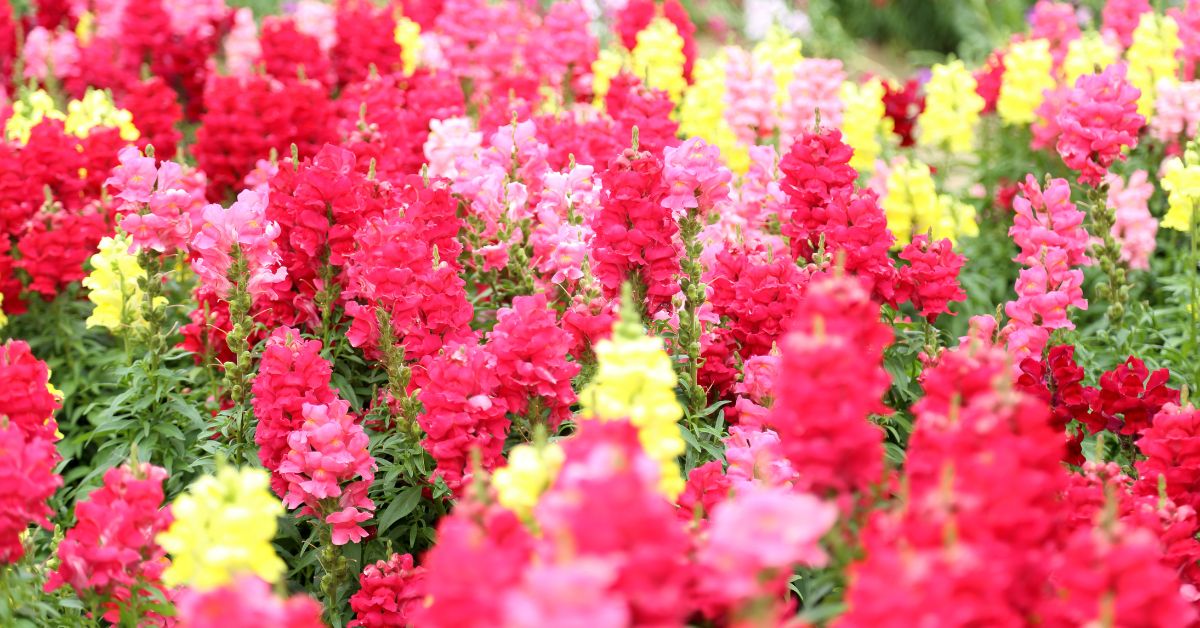 40 Flowers That Start With S (With Photos)