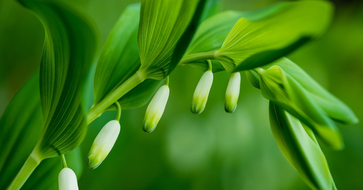 40 Flowers That Start With S (With Photos)