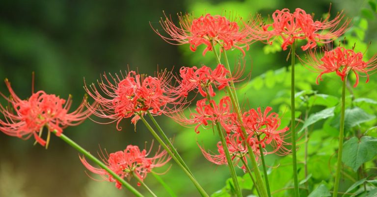 40 Flowers That Start With S (With Photos)