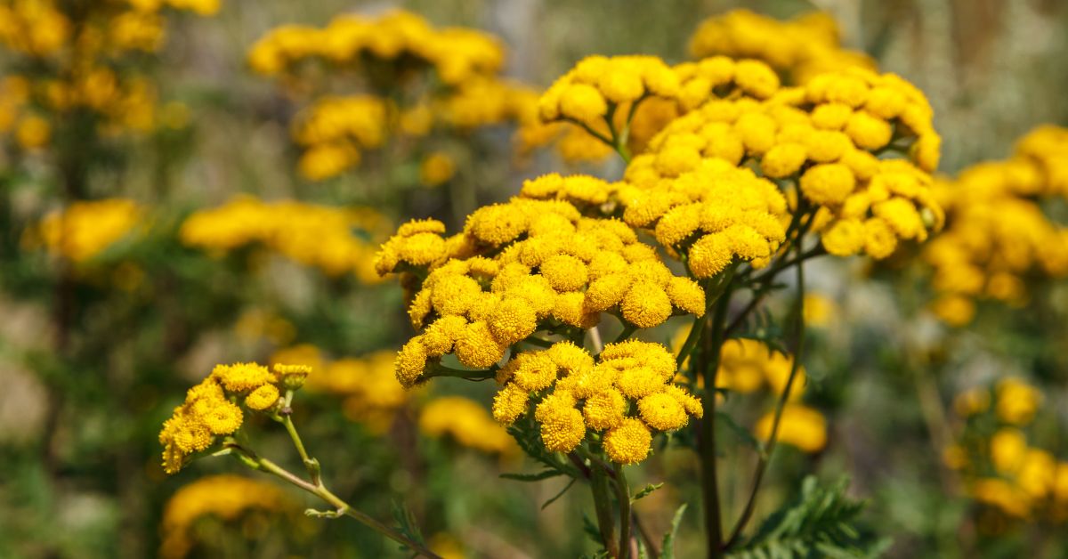 40 Flowers that Start with T (With Photos)