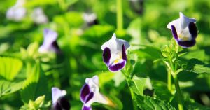 40 Flowers that Start with T (With Photos) - AgroFever