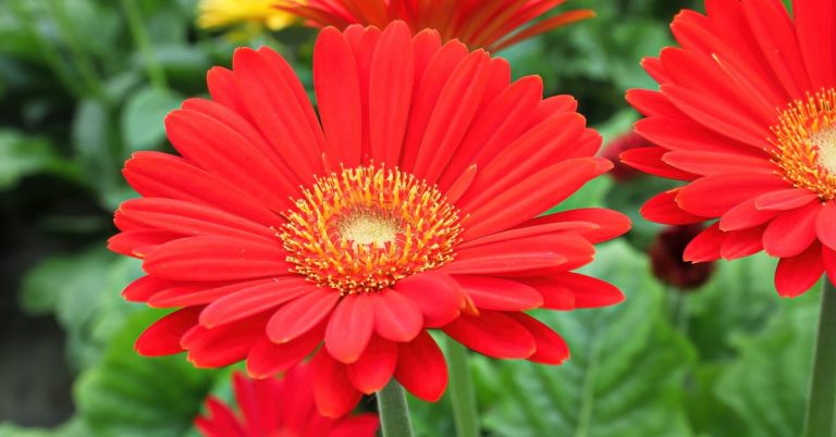 40 Flowers that Start with T (With Photos)