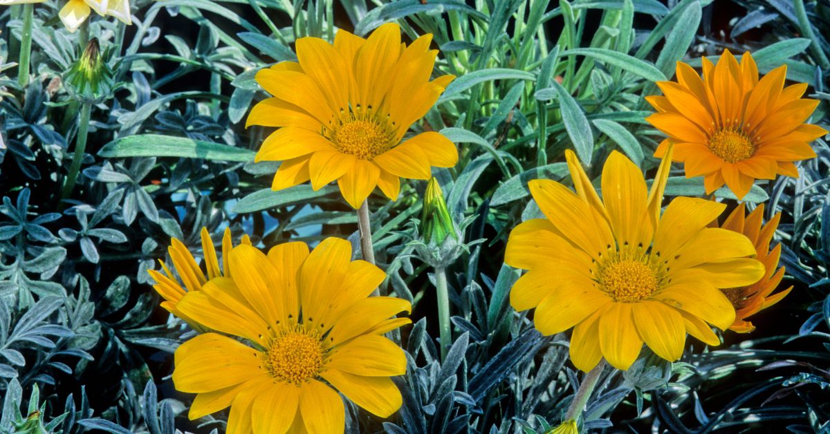 40 Flowers that Start with T (With Photos)