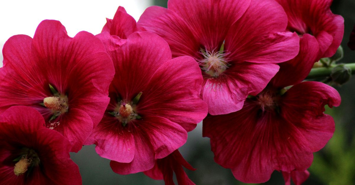 40 Flowers that Start with T (With Photos)