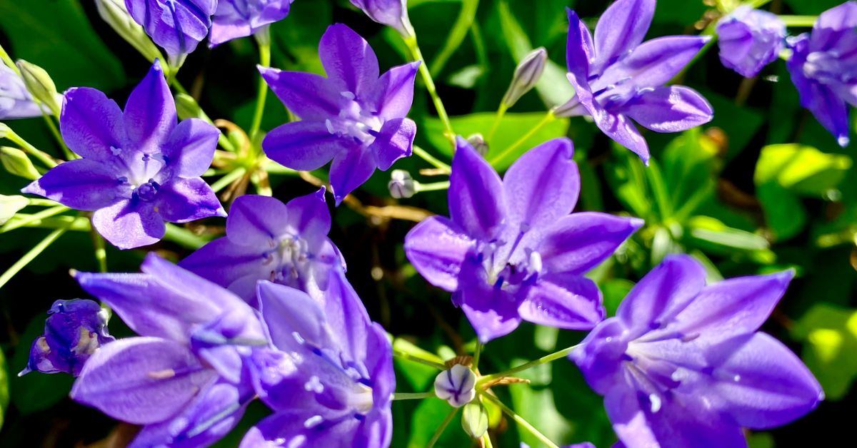 40 Flowers that Start with T (With Photos)