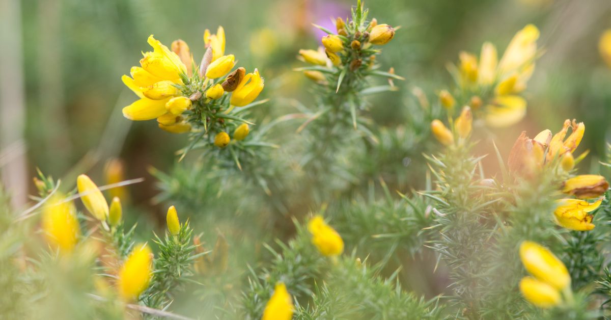 15 Flowers That Start With U (With Photos)