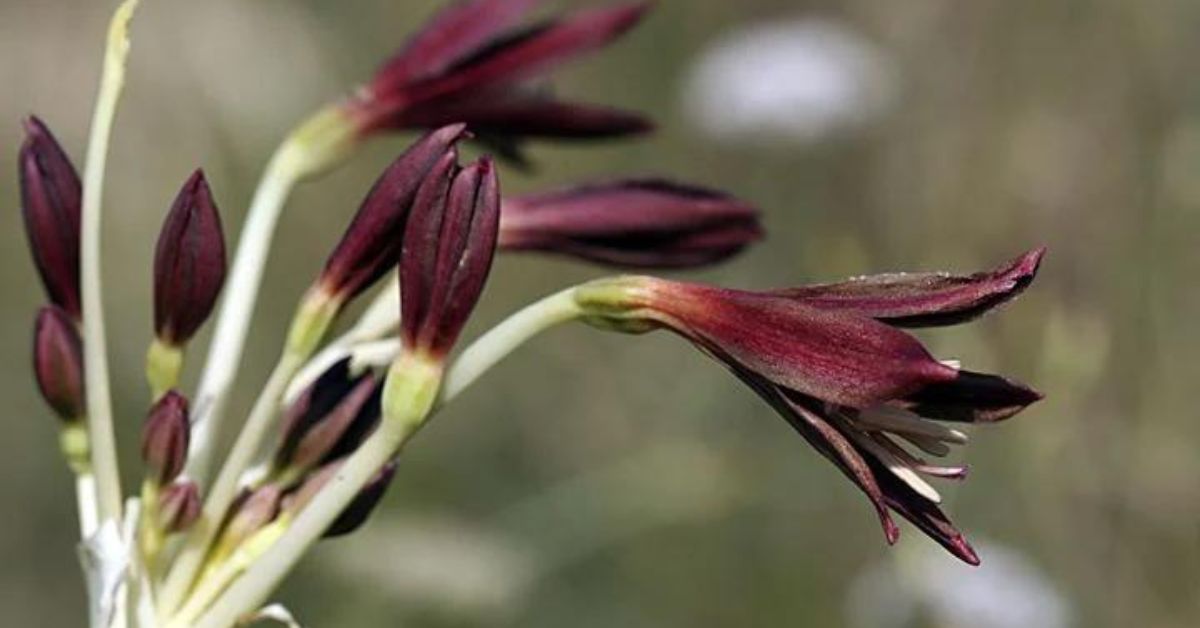 15 Flowers That Start With U (With Photos)