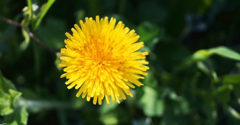 15 Flowers That Start With U (With Photos)