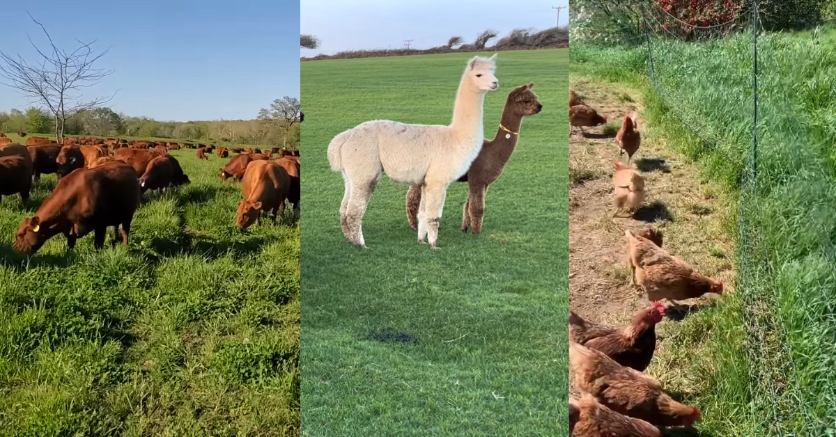 What Is The Best Animal to Control Grass? Expert Insights