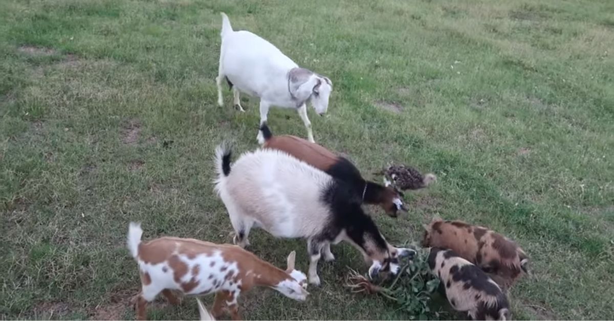 Can Goats and Pigs Live Together?