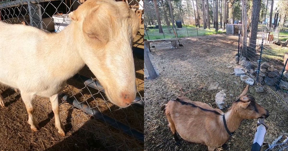 Goat Breeds That Are Naturally Hornless