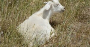 Goat Breeds That Are Naturally Hornless