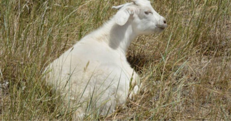 Goat Breeds That Are Naturally Hornless