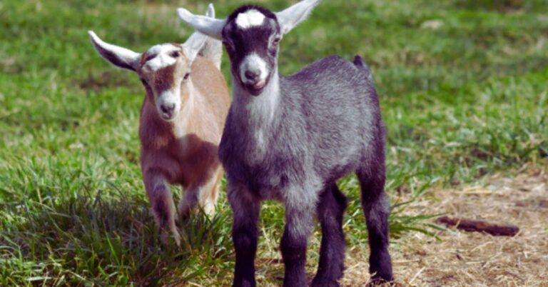 Goat Breeds That Are Naturally Hornless