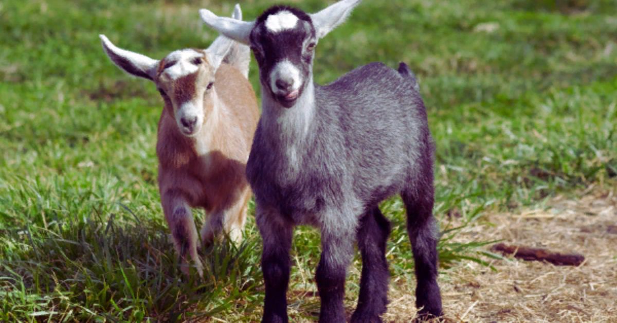Goat Breeds That Are Naturally Hornless