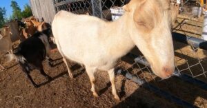 Goat Breeds That Are Naturally Hornless