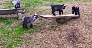 Baby Goats Dying: What’s Happening and How To Stop It