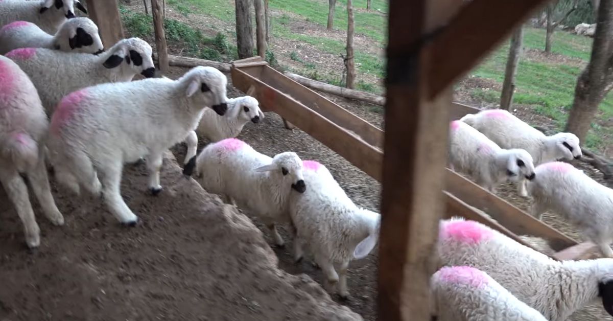 Best Farm Animals For Pets: Kids-Friendly Farm Animals