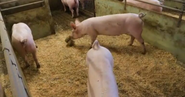 Why Do Pigs Have Curly Tails? Explained