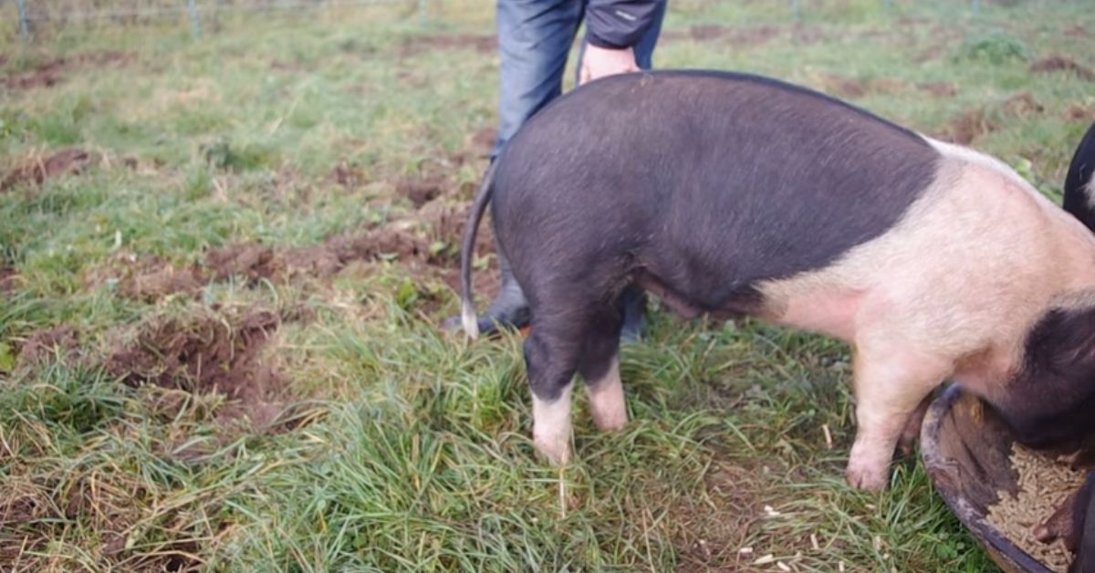 Why Do Pigs Have Curly Tails? Explained